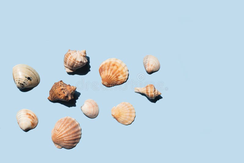 Composition with Sea Shell and Starfish on Blue Minimal Background ...