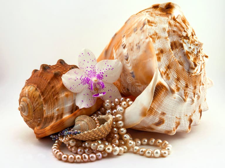 Composition of Sea Shells, Pearls and Orchid Flower Stock Image - Image ...