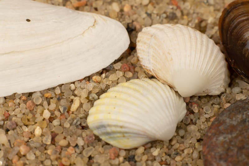 A Composition of Sea Shells and Pebbles on the Sand Stock Photo - Image ...