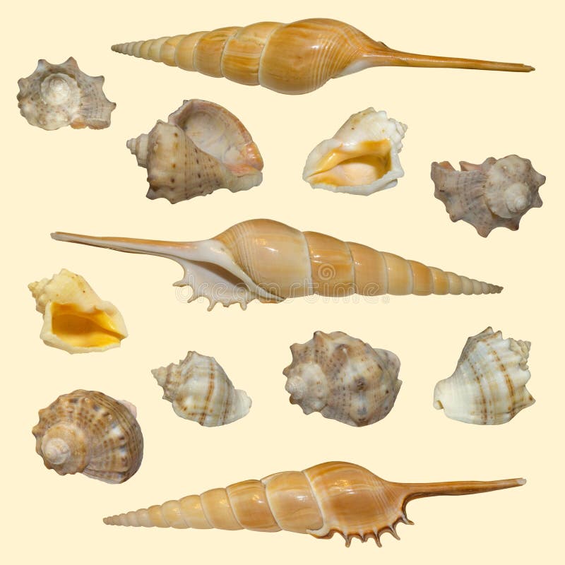 The Composition of Sea Shells and Seashells Stock Photo - Image of ...
