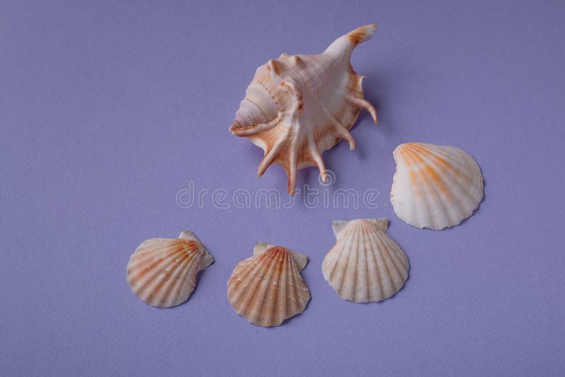 Composition of seashells stock image. Image of collection - 94362251
