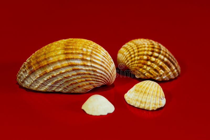 Sea Shells on Red Background Stock Photo - Image of design, pattern ...