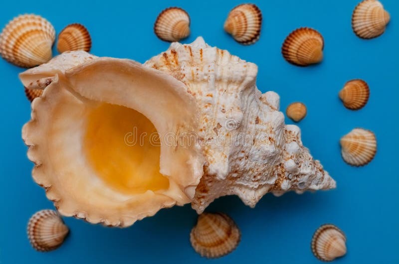 Composition of Shells on a Blurry Blue Background with Small Shells ...