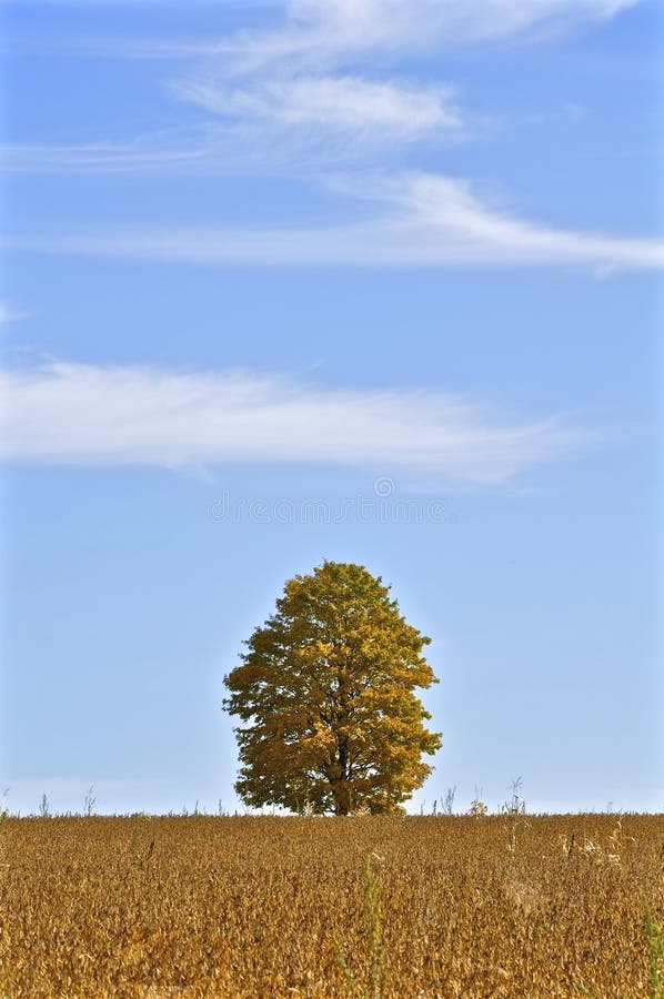 Composition of Single Maple Trees on a Hill. Perfect As Wallpaper Stock ...