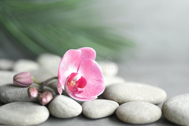 Composition with Spa Stones, Orchid Pink Flower on Grey Background ...