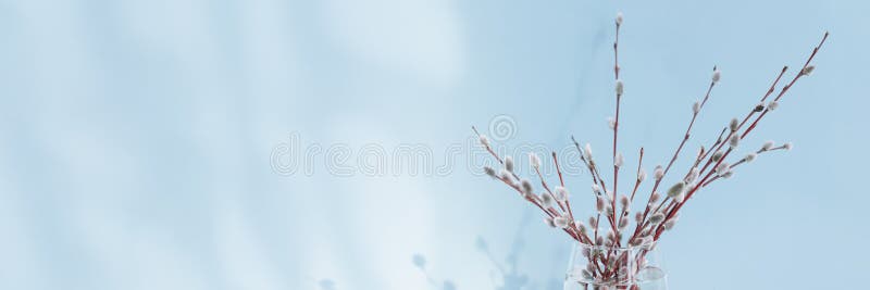 Fresh Willow Branches in Vase on Light Blue Background Stock Image ...