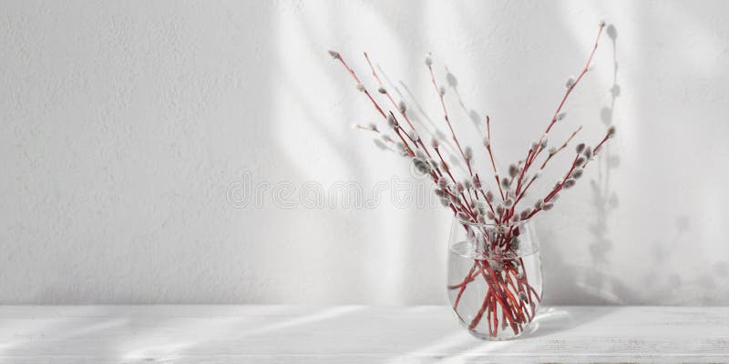Fresh Willow Branches in Vase on White Background Stock Image - Image ...
