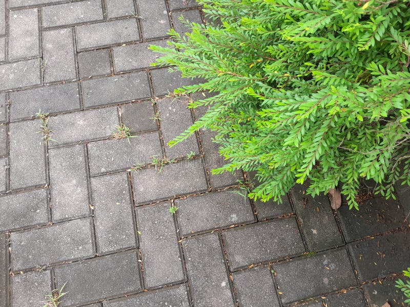 Composition of a Third View between Green Plants and Blocks Stock Photo ...