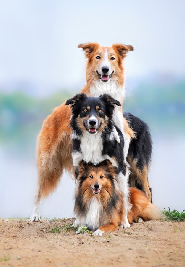 Composition of the Three Dogs Stock Image - Image of group, male: 25558523