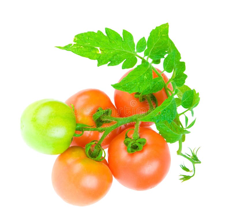 Composition of Tomato Isolated Stock Photo - Image of multi, healthy ...