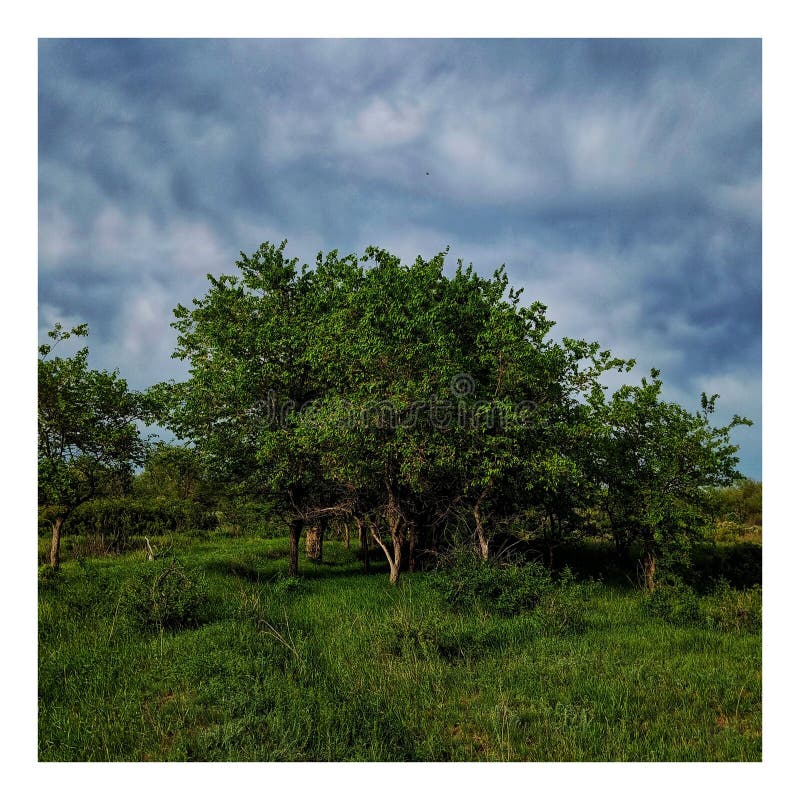Composition of trees stock image. Image of grassland - 219241089