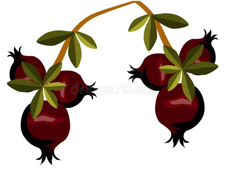 Composition of Two Branches of Pomegranate Tree with Leaves and Fruits ...