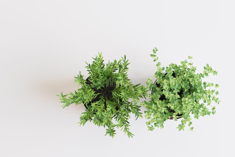 Two plants in pots stock illustration. Illustration of plant - 121139183