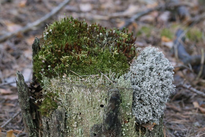 Blue Moss Looking Like Sponge in a Deep Forest. Spring. Macro Stock ...