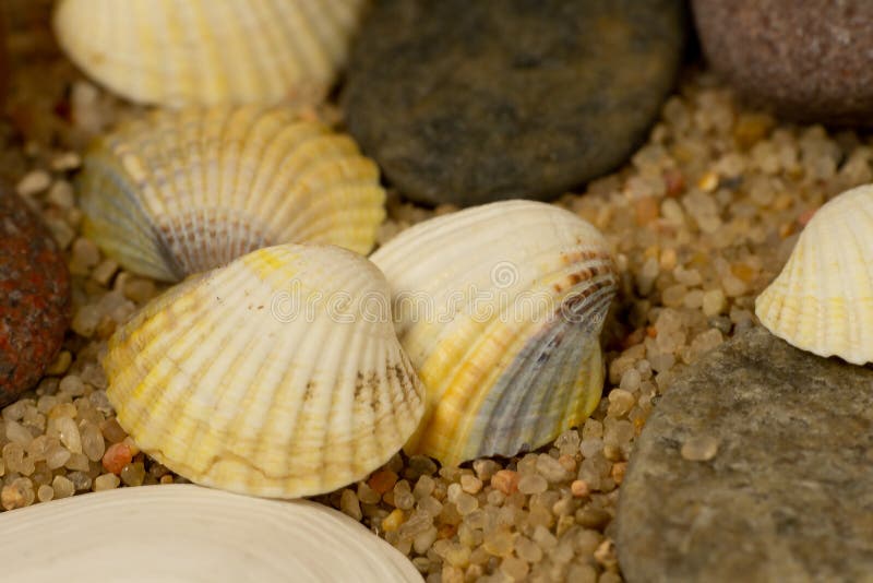 A Composition of Sea Shells and Pebbles on the Sand Stock Photo - Image ...