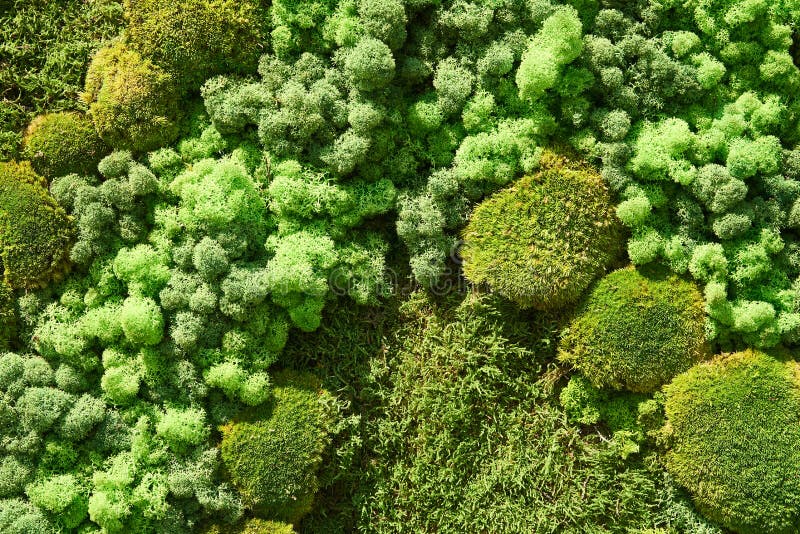 Composition of Various Types of Moss Stock Photo - Image of green, moss ...