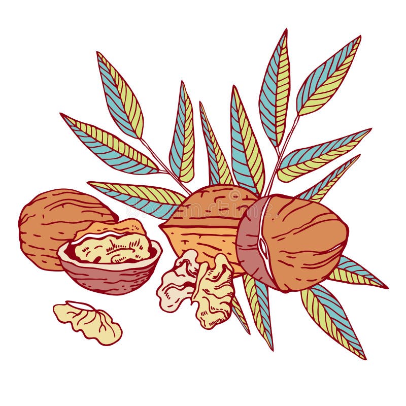 Composition with Walnuts and Leaves. Hand Drawn Outline Vector Sketch ...