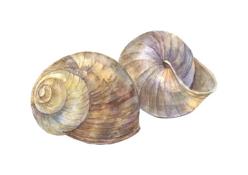 Composition from Watercolor Forest Shell with Decorative Shell ...