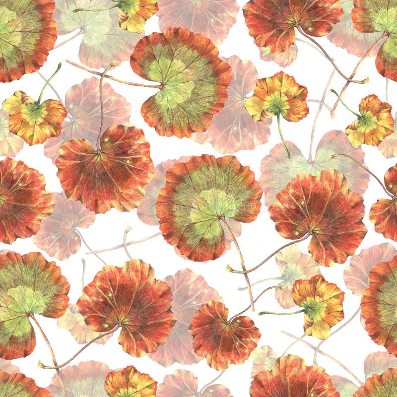 Composition Geranium Stock Illustrations – 1,060 Composition Geranium ...