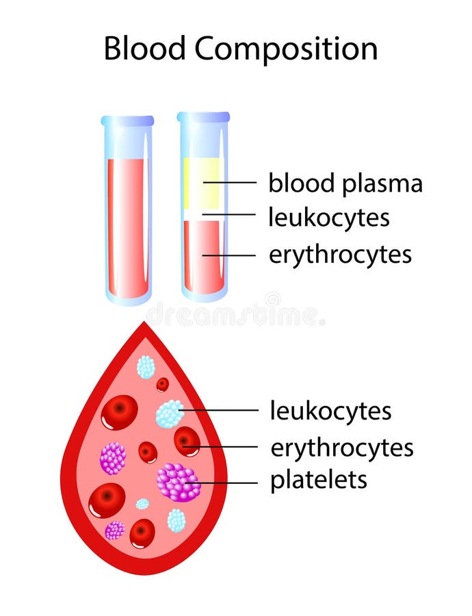 Human Blood Composition Stock Illustrations – 736 Human Blood ...