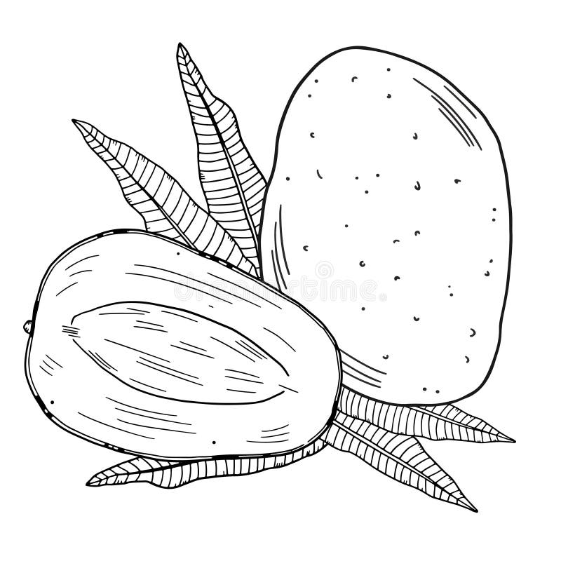 Composition of a Whole Mango and a Half of Fruit on a Background of ...