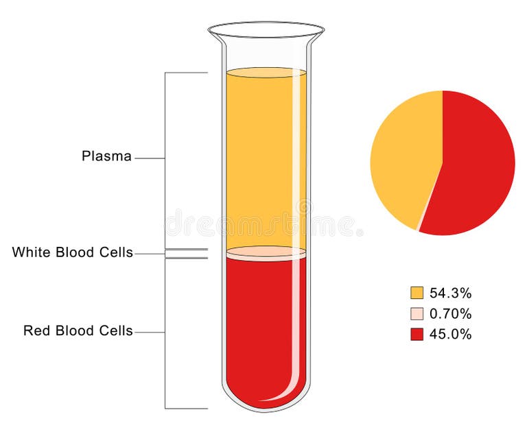 Composizione del sangue illustrazione vettoriale. Illustrazione di ...