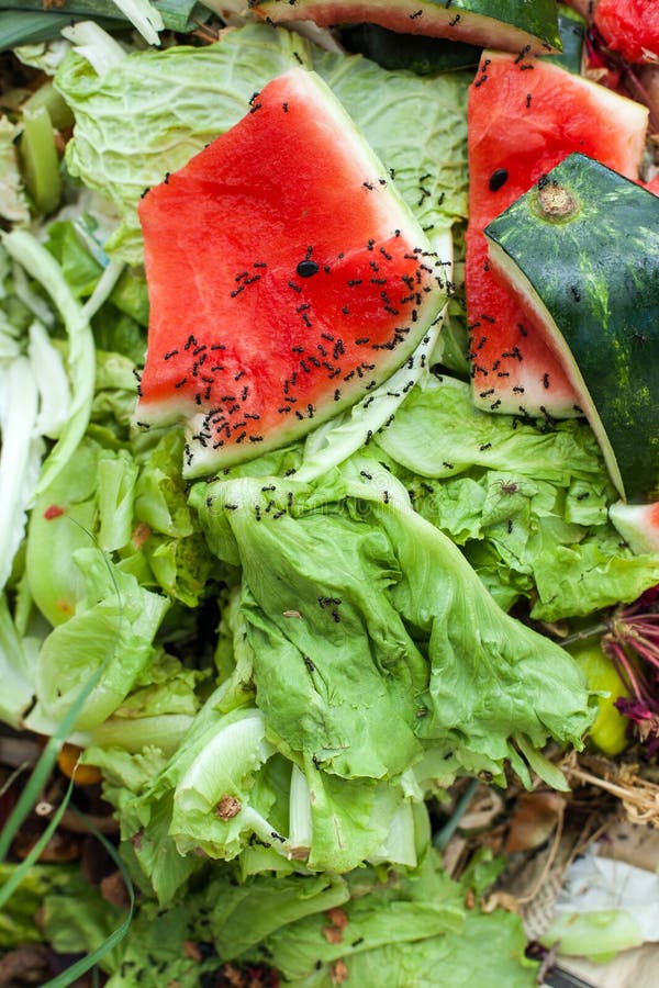 Compost and Composted Soil Cycle As a Composting Pile Stock Photo ...