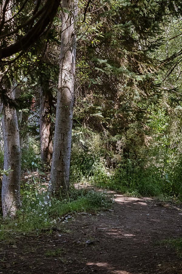 Compost Covered Path with Foreted Birch Tree Truncks and Grass Stock ...
