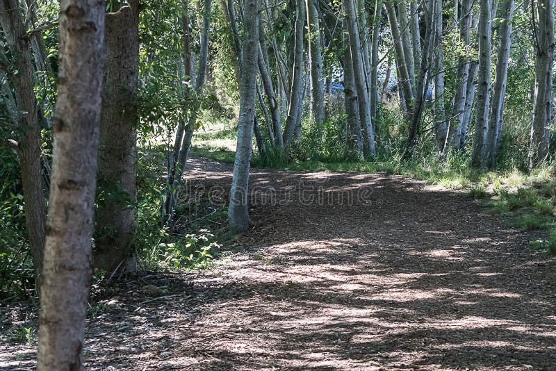 Compost Covered Path with Foreted Birch Tree Truncks and Grass Stock ...