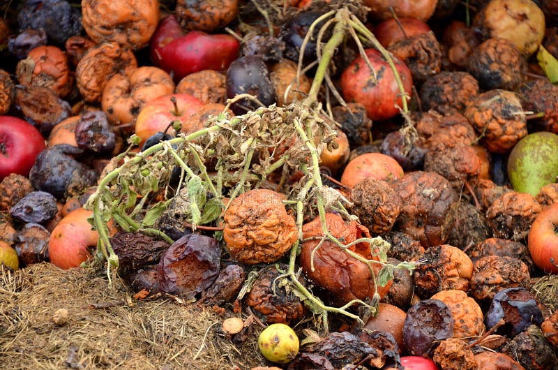 Fruit De Décomposition Dans Une Boîte Image stock - Image du collecte ...