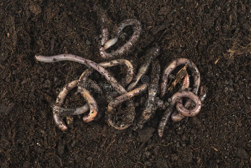 Compost De Jardin Et Vers De Terre Vers De Terre Dans Le Sol Noir Photo ...