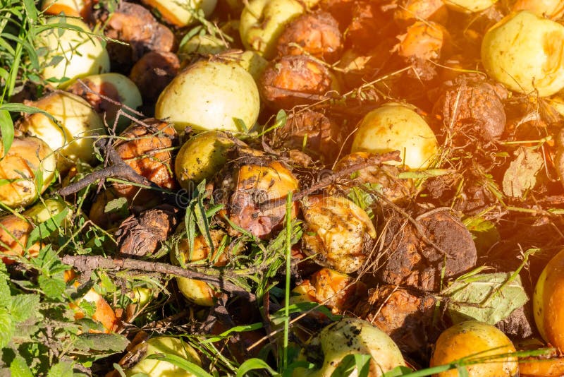 Compost Heap. Rotten Fruit. a Bunch of Rotten Apples Stock Photo ...