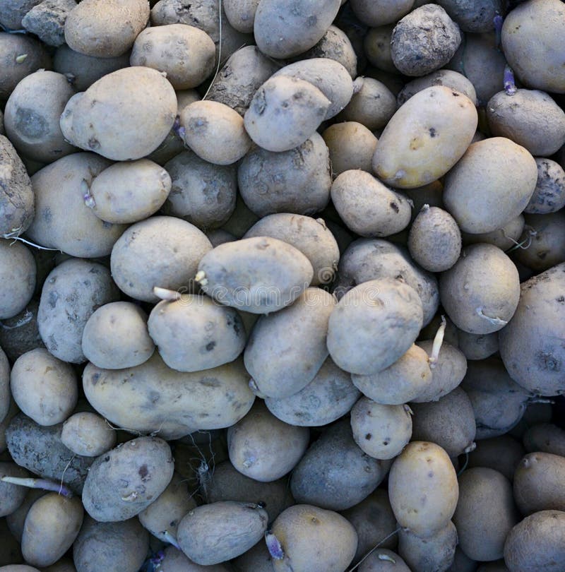 Compost Pile of Rotting Potatoes, Close Up Stock Image - Image of ...
