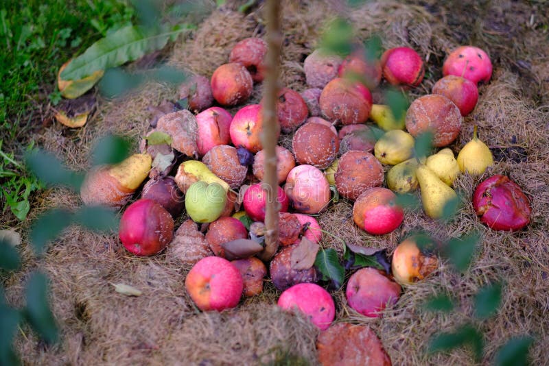 Compost pit in the garden stock photo. Image of nutrient - 169104440