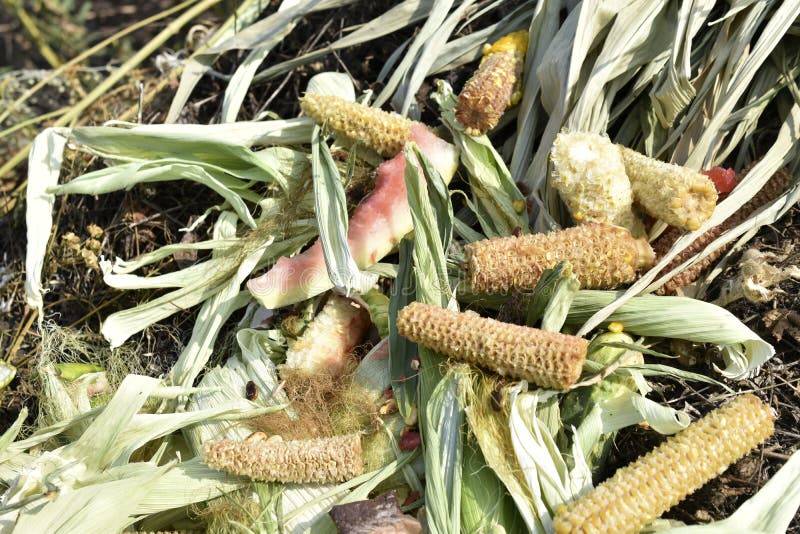 Compost Pit with Rotting Vegetables in the Garden Stock Image - Image ...