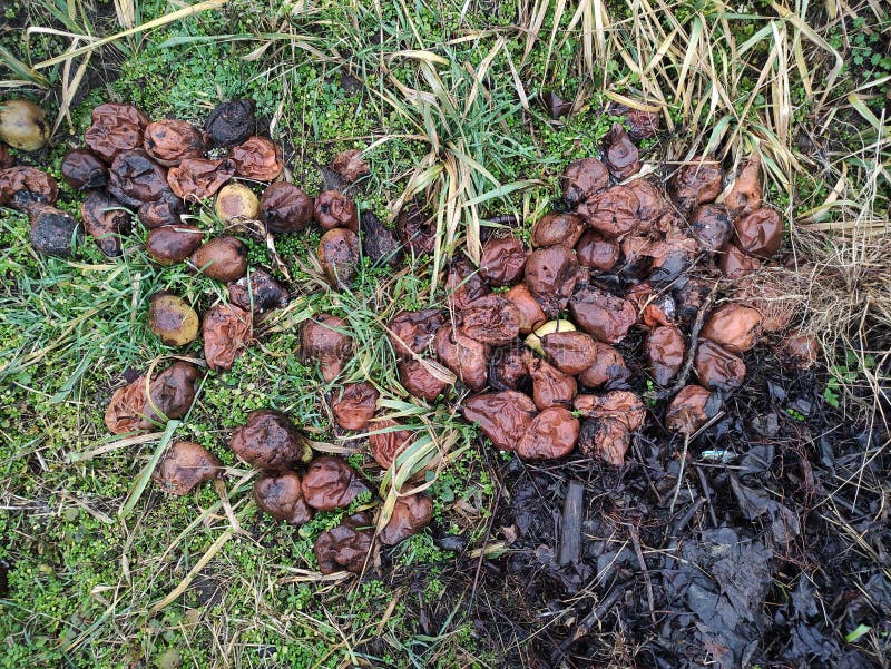 Compost Pit in the Vegetable Garden, Useful Biofertilizer for Plants ...