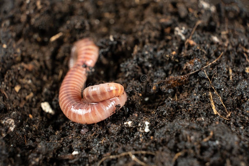 Compost Worm Crawling on Moist Ground Place for Text Stock Photo ...