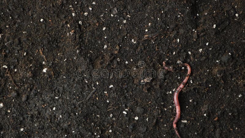 Compost Worm Crawling on Moist Ground Top View Place for Text Stock ...