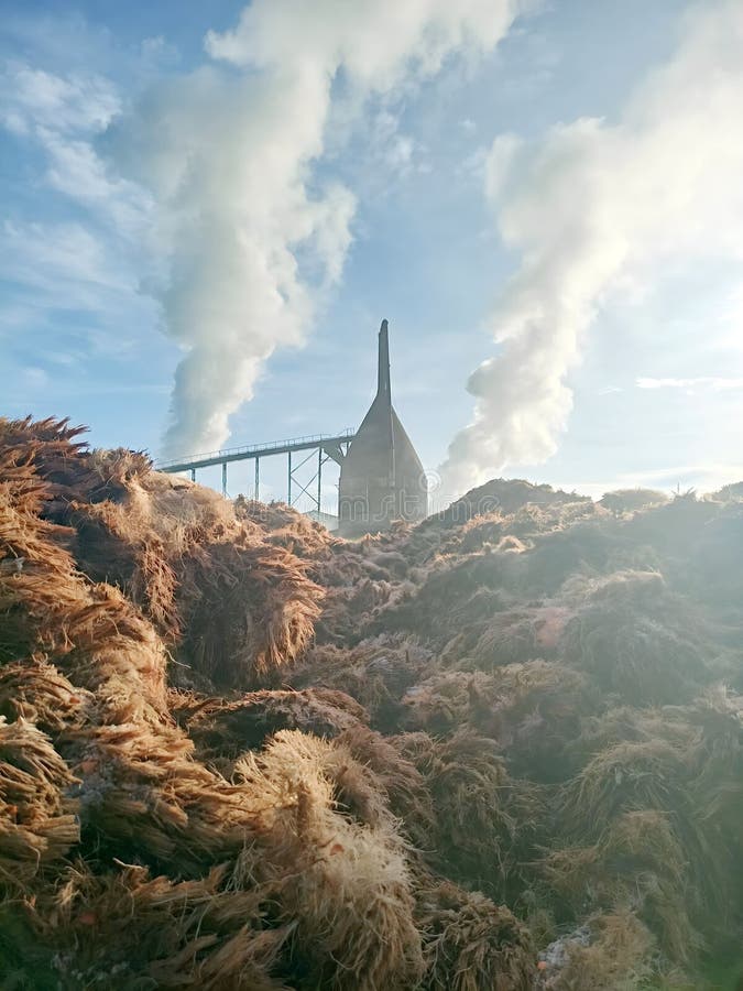 Composting Area or Empty Bunch Area on Palm Oil Mill Stock Image ...