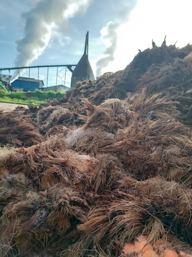 Composting Area or Empty Bunch Area on Palm Oil Mill Stock Photo ...