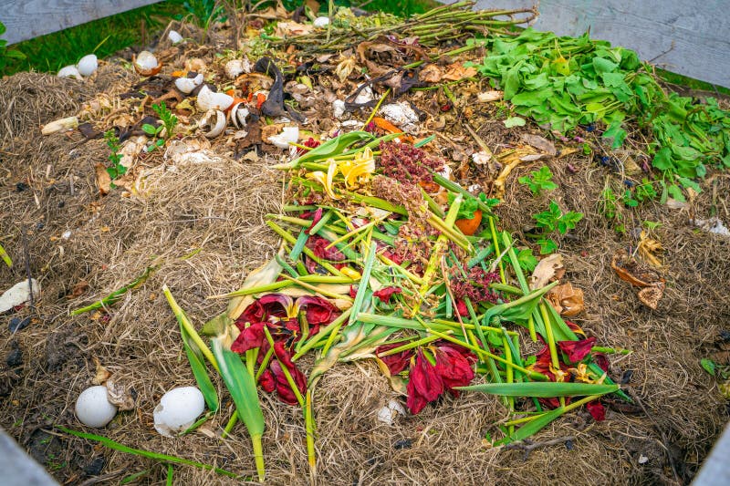 Composting Faded Tulips on a Compost Heap Stock Image - Image of ...