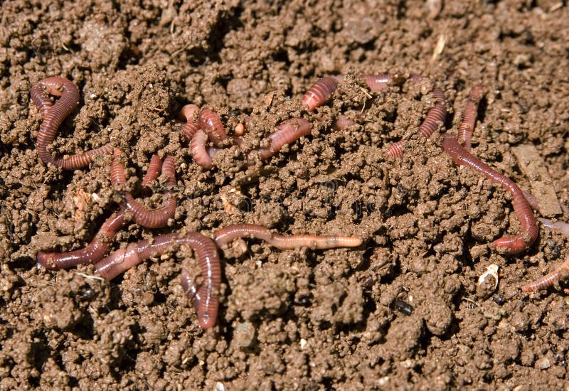 Composting garden worms stock photo. Image of garden, dirt - 9469078