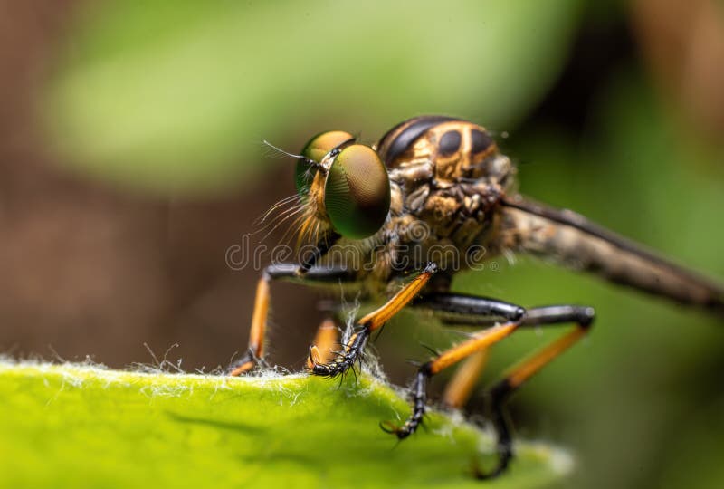 The Compound Eyes of the Robber Fly Stock Image - Image of extreme ...
