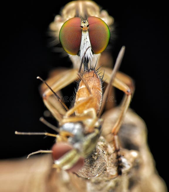 Compound Eyes of a Robberfly Stock Image - Image of pollinator ...