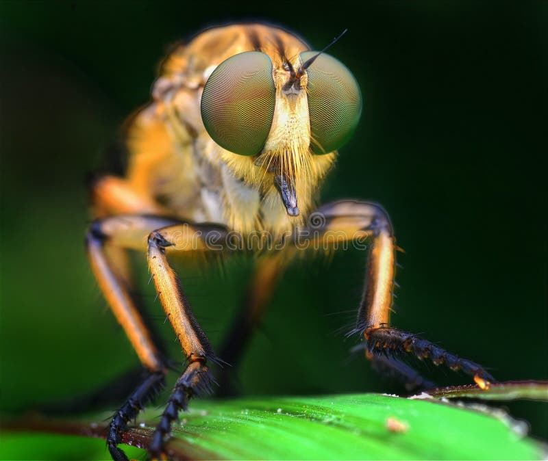 Compound Eyes of a Robberfly Stock Image - Image of compound, eyes ...