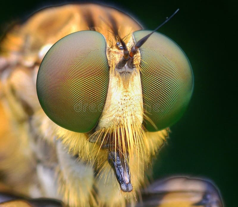 Compound Eyes of a Robberfly Stock Image - Image of yellow, robberfly ...