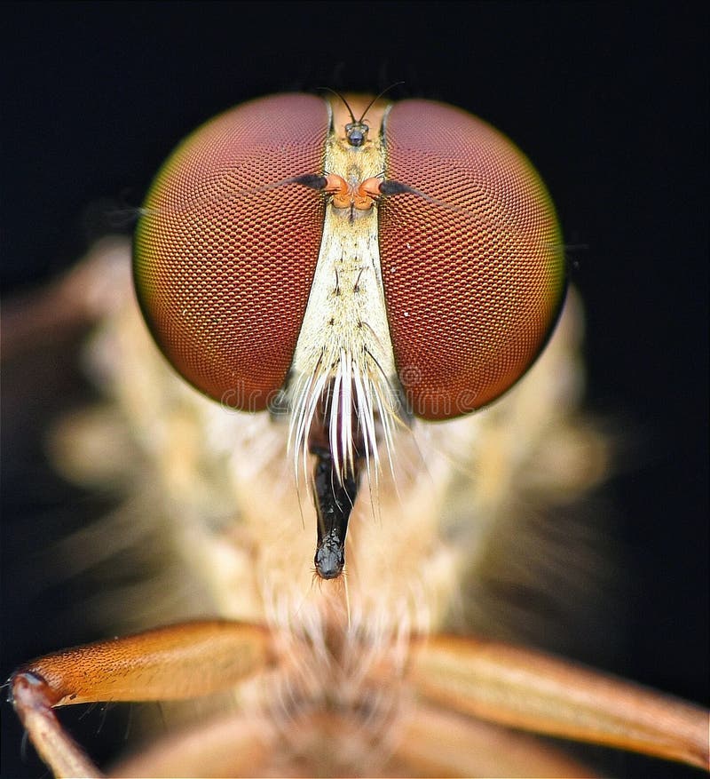 Compound Eyes of a Robberfly Stock Photo - Image of macro, eyes: 250709172