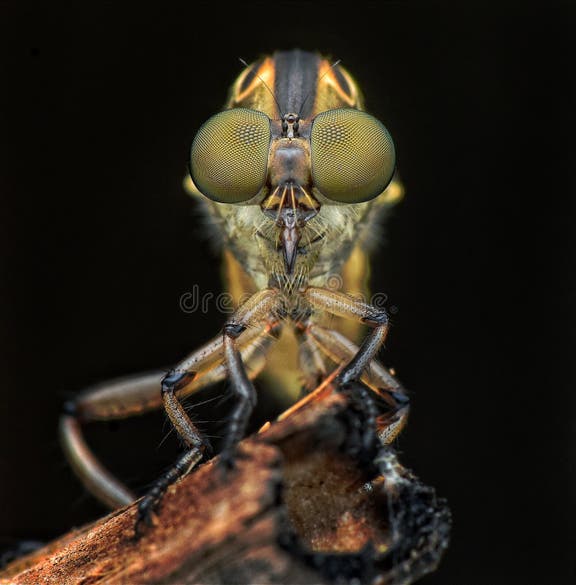 Compound Eyes of a Robberfly Stock Image - Image of macro, eyes: 250709173