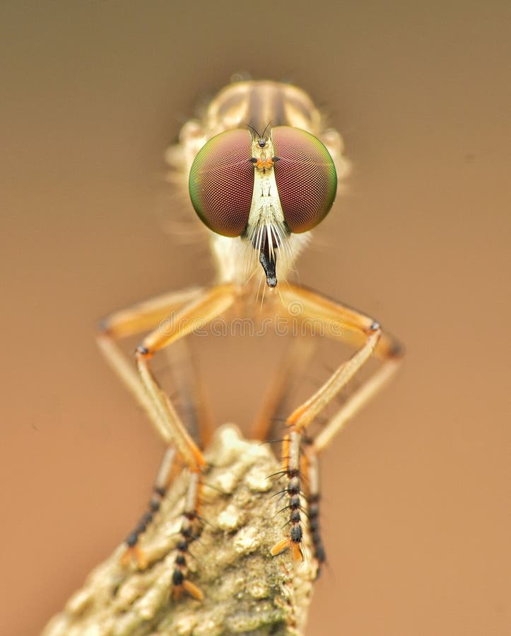 Compound Eyes of a Robberfly Stock Image - Image of compound ...