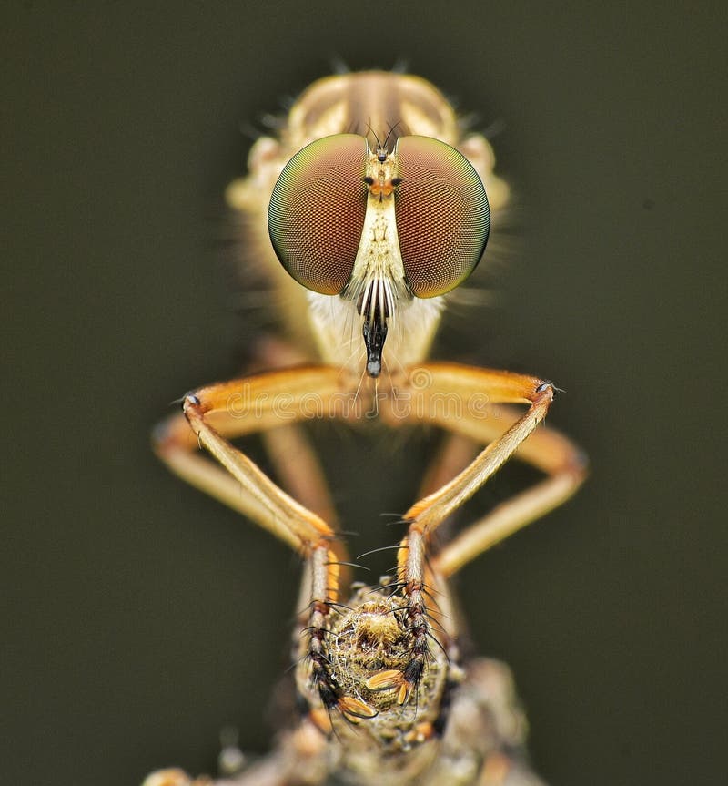 Compound Eyes of a Robberfly Stock Image - Image of insect, dragonfly ...
